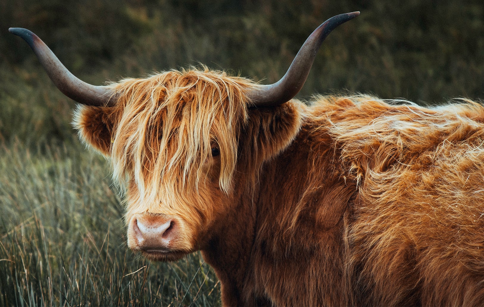 E-type Panels | Jaguar Land Rover Classic Parts